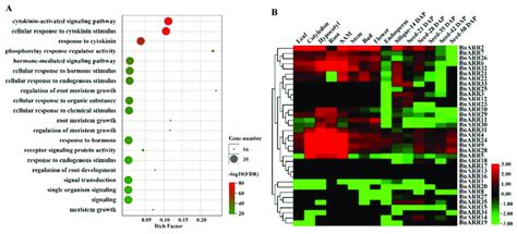 Go Enrichment And Spatiotemporal Expression Pattern Of Type B Arrs In