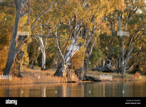 E Camaldulensis River Red Gum Trees Grow Along The Banks Of The