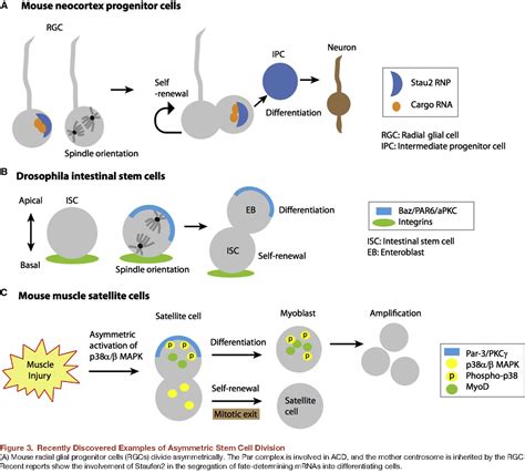 Asymmetric Stem Cell Division Semantic Scholar