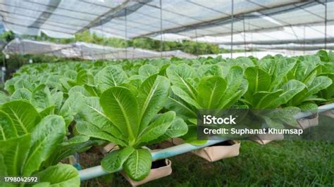 배경을위한 수경법 농장의 스마트 온실 수직 식물에있는 야채 유기농 신선한 수확 야채 건강용 재배 농사 샐러드 식물 농장 0명에 대한 스톡 사진 및 기타 이미지 Istock