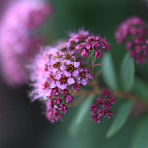 Spiraea Japonica Dicas De Cultivo E Cuidados