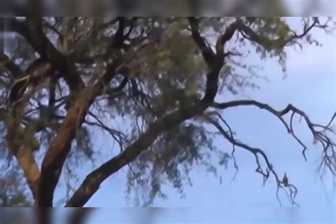 豹子上树捉鸟不愧是全能猎手 上树 全能 豹子