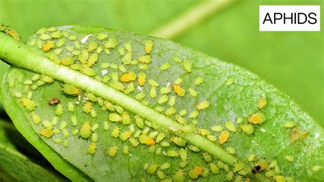 Aphids Bug Commander Pest Solutions
