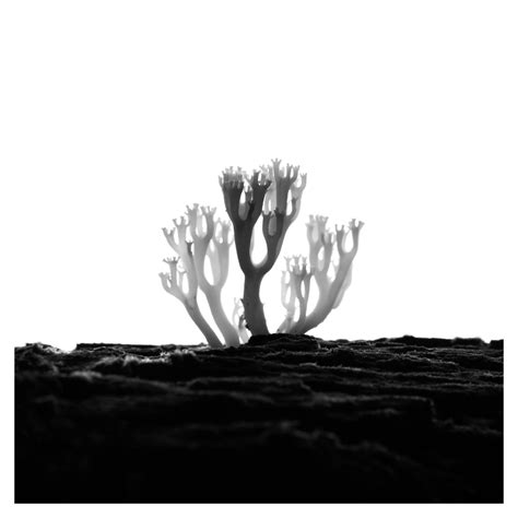 Crown Tipped Coral For Year Two Of My Mushroom Project Gfx100s