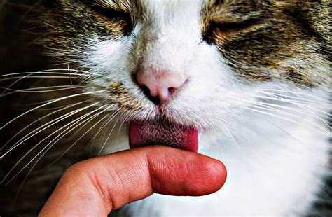 Why Does My Cat Lick My Fingers Answered