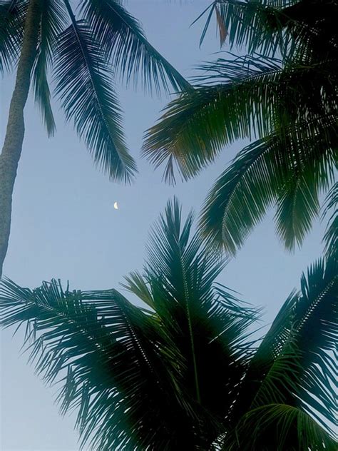 Palm Tree Free Photo On Pixabay Pixabay