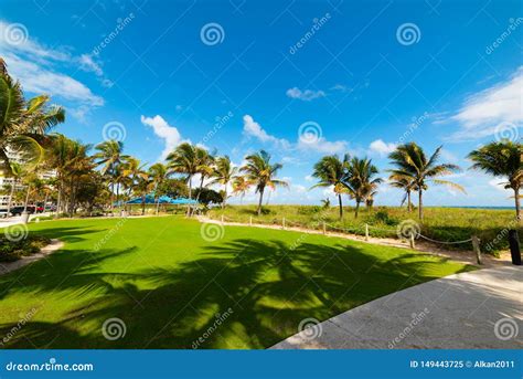 Green Grass And Palm Trees In Pompano Beach Stock Image Image Of