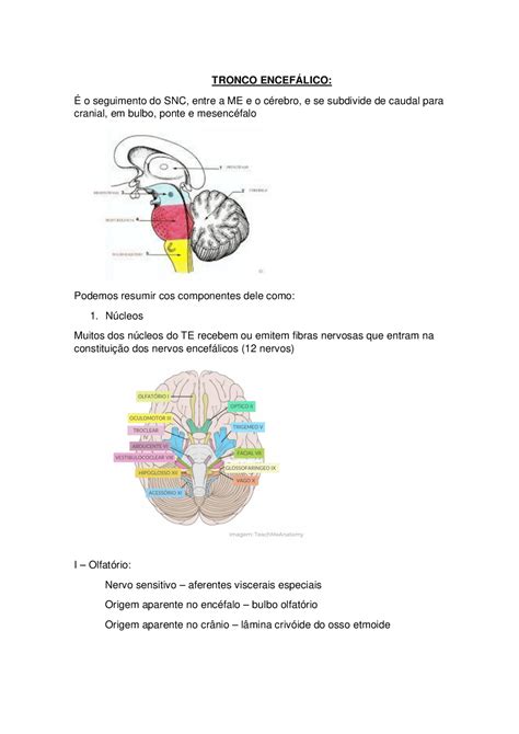 Neuroanatomia Anatomia E Controle Motor Resumos Neuroanatomia Docsity