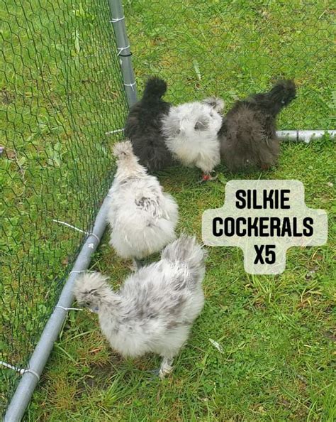 Splash And Blue Silkie Cockerals Au