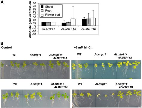 Figure 5 From Expression Pattern Similarities Support The Prediction Of