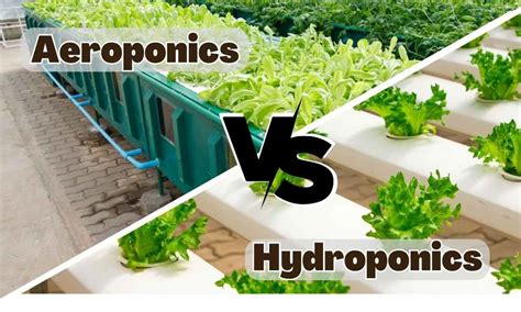 Aeroponics Vs Hydroponics Which Method Is Better