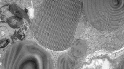 Em Ac20 Automatic Contrasting Instrument For Ultrathin Sections
