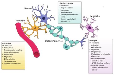 Oligodendrocytes And Astrocytes