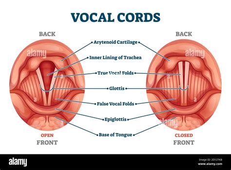 Vocal Chord Anatomy