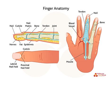 Anatomy Of Fingers Of Hand Physical Therapy In Burr Ridge And Hinsdale