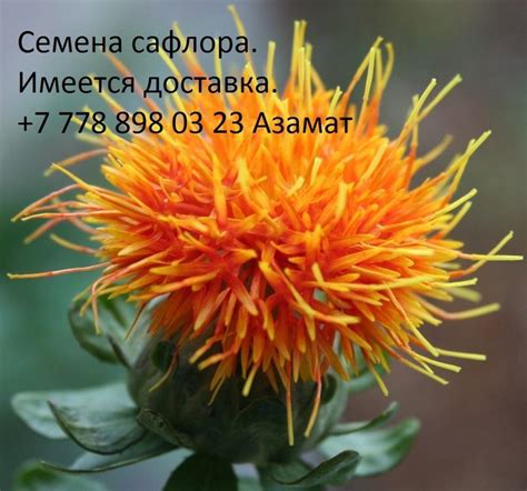 Семена сафлора Ушарал Доска объявлений ЗерноЦентр