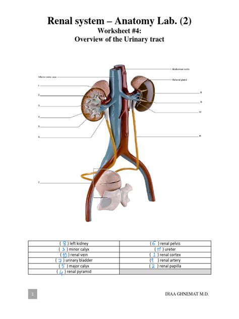Anatomy Lab 2 Worksheets Pdf