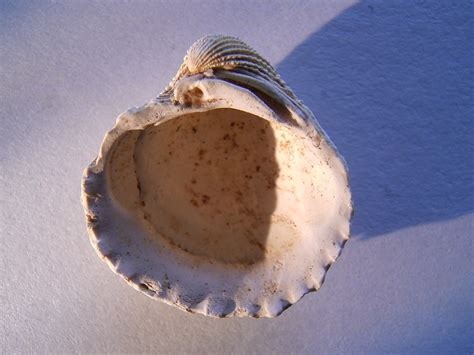 Cyclocardia Sulcata