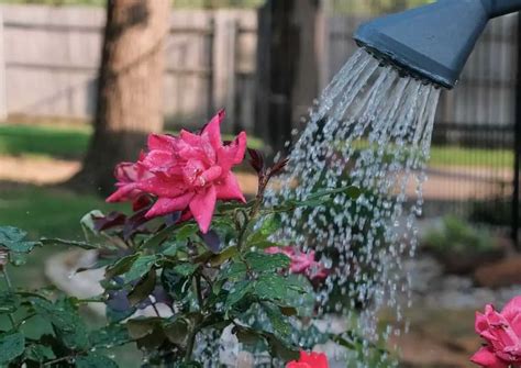 When To Fertilize Roses Type Zone Month With Handy Chart