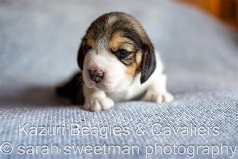 Violets Little Valentine Beagle Puppies Have Opened Their Eyes Kazuri