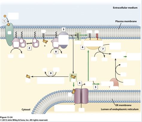 Phosphoinositide Signaling System Diagram Quizlet