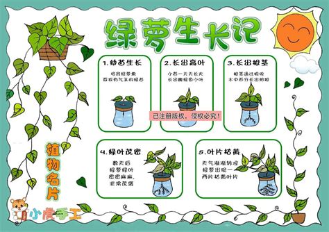 植物的一生手抄报可打印简单又好看简单又好看（11张） 手抄报图片大全