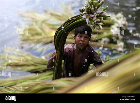 Dhaka Bangladesh 8th Sep 2014 Water Lily The National Flower Of