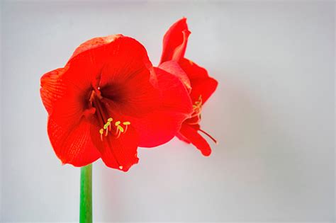 텍스트에 대한 복사 공간이있는 흰색 배경에 아마릴리스 가족의 히피스트 럼의 아름다운 큰 빨간 꽃을 닫습니다 여성의 날 이나