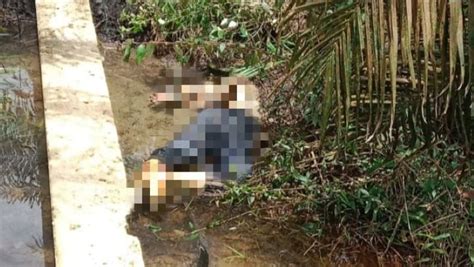 Bangka Barat Geger Warga Temukan Mayat Tanpa Identitas Di Perkebunan Sawit