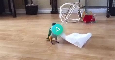 The Happiest Bird In The World  On Imgur