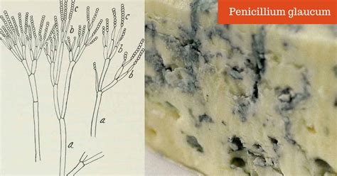 Penicillium Glaucum Cooksinfo