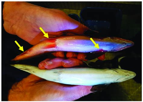 Salmon Both Having Suffered From Acute Salmon Gill Poxvirus Disease Download Scientific