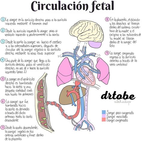 Circulacion Fetal Circulacion Fetal Circulacion Cosas De Enfermeria