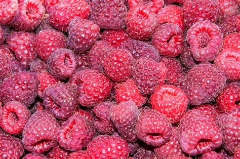 Panen Kebun Raspberry Warna Merah Foto Stok Unduh Gambar Sekarang