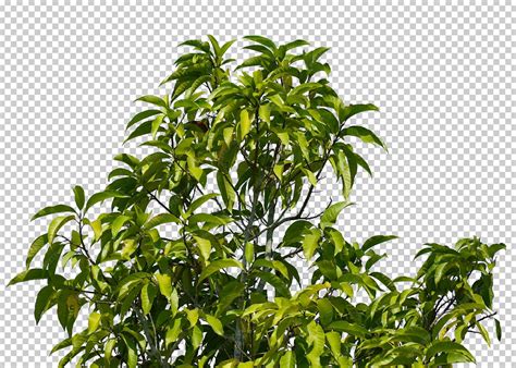 Premium Psd Leaf Isolated Transparency Background