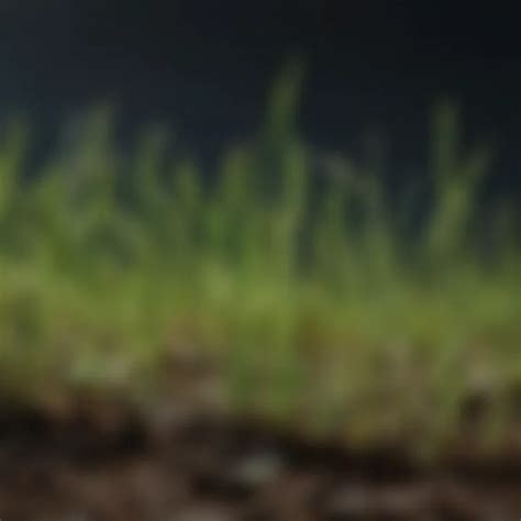 Understanding The Germination Timeline Of Bermuda Grass