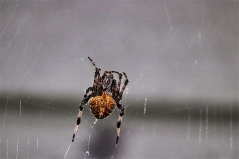 Spider Arachnid Web Free Photo On Pixabay Pixabay