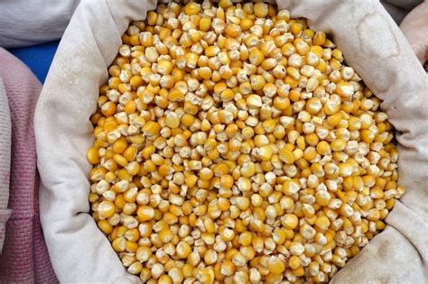 Unpackaged Corn Seeds Sold In Cloth Bags At Seed Shops A Large Amount