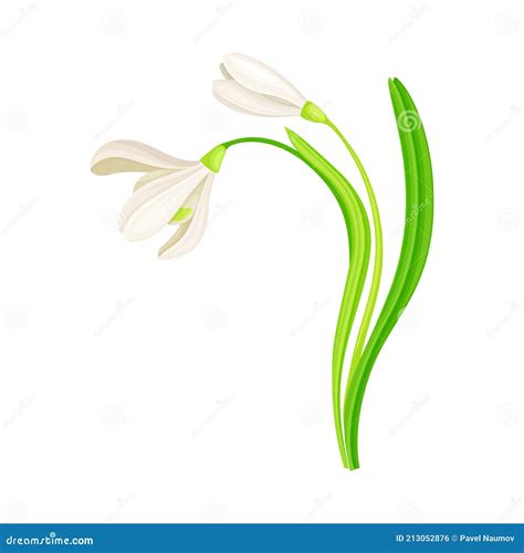 Snowdrop Drooping Flowers On Stem With Linear Leaves Vector
