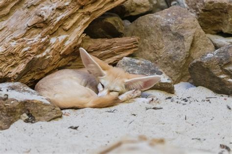 Lisica U 15 Lukavih činjenica Zastita Prirode Hr