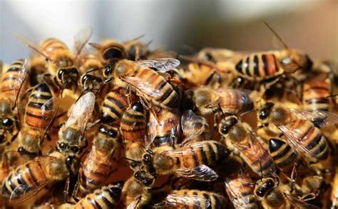 Saber Curiosidades 21 Fatos Estranhos E Bizarrices Sobre Os Insetos