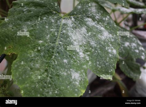 Erysiphe Or Spaerotheca Cucurbit Powdery Mildew On Butternut Squash Leaf Stock Photo Alamy