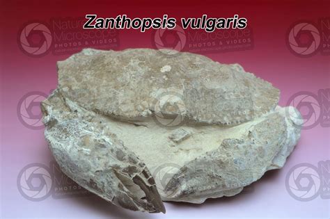 Zanthopsis Vulgaris Crustacean Fossil Oligocene Crustacea