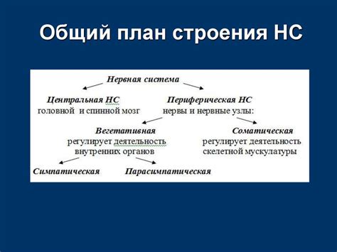 Частная физиология нервной системы Online Presentation