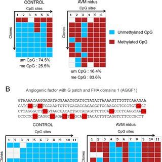 Infinium Bead ChIP Array For DNA Methylation Analysis A The Heatmap