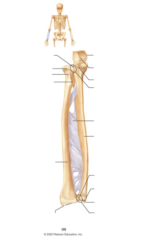 Anterior Forearm Diagram Quizlet