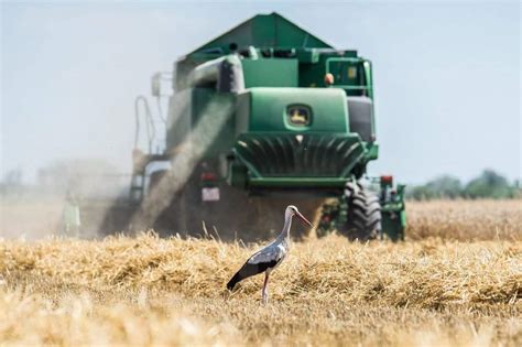 Hungary Wheat Yield Better Than Expected Daily News Hungary