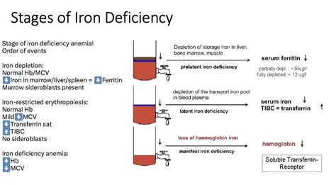 The Stages Of Iron Deficiency Iron Pathology Pedagogy