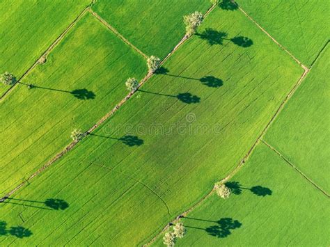 Aerial View Of Green Rice Field With Trees In Thailand Above View Of