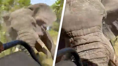 Footage Captures Horrifying Moment Elephant Kills Tourist After